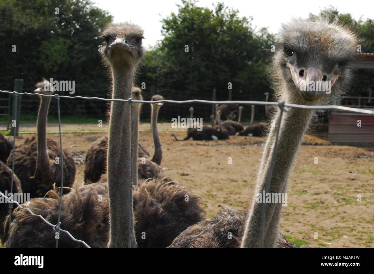 Funny ostrich is curiously inspecting photographer Stock Photo - Alamy