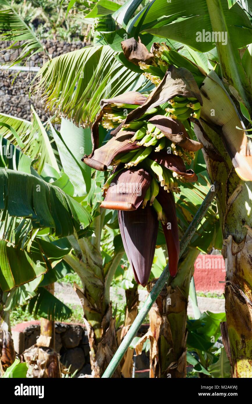Bananatree hi-res stock photography and images - Alamy