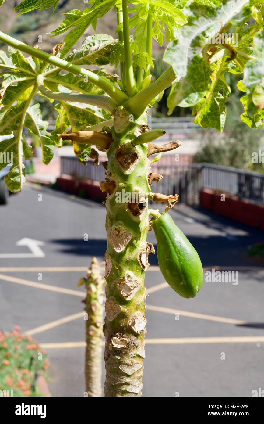 One papaya hanging at it's tree Stock Photo - Alamy