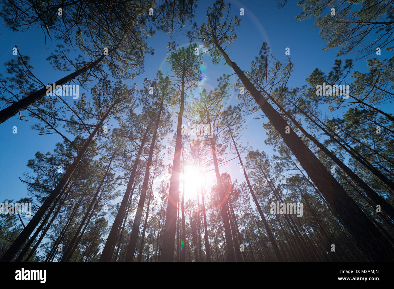 pine forest with lens flare through the trees, view looking up Stock ...