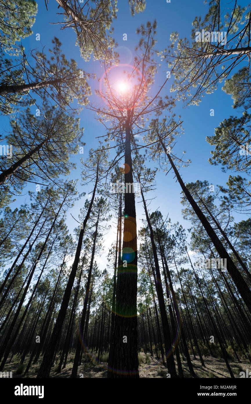 pine forest with lens flare through the trees, view looking up Stock ...