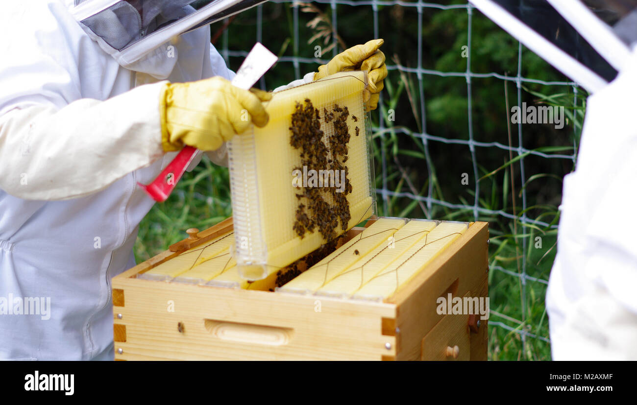 Beekeepers suit hi-res stock photography and images - Alamy