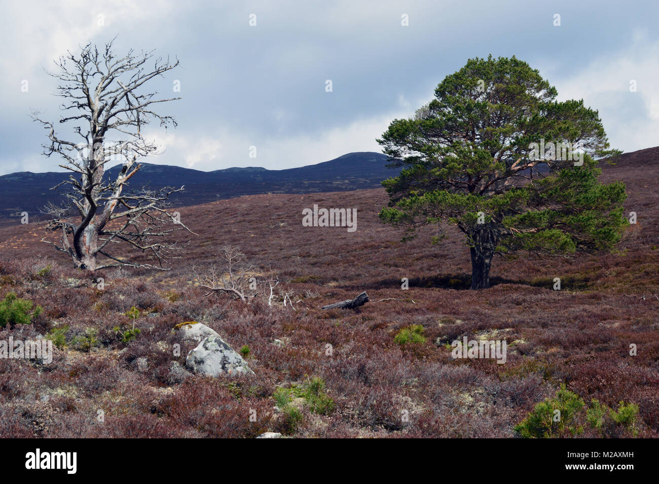Scottish moors hi-res stock photography and images - Alamy