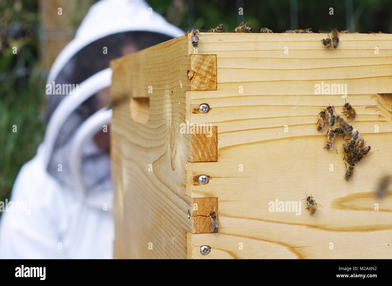 Beehive cluster hi-res stock photography and images - Alamy