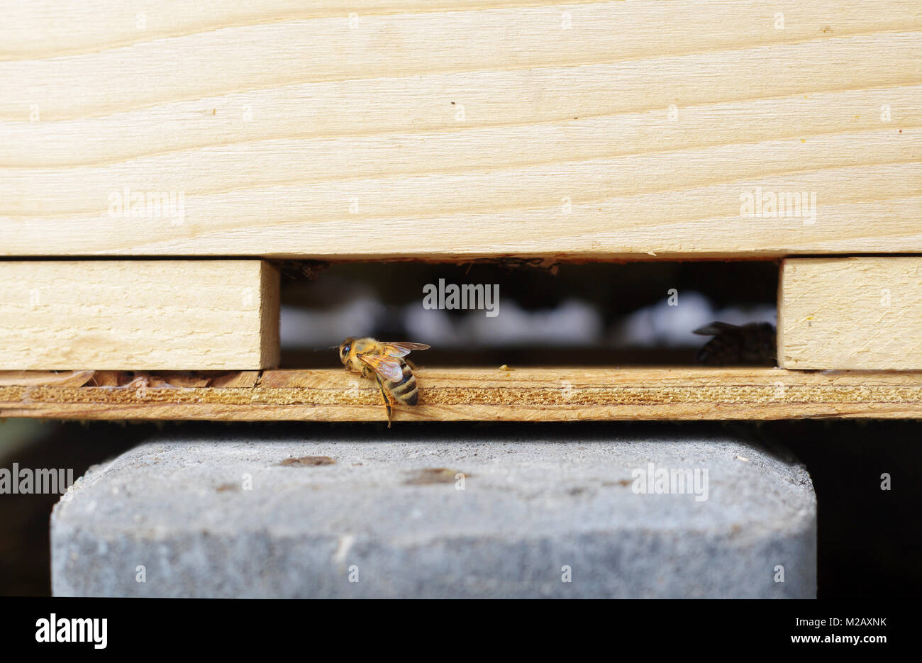 Honey bees climbing into a beehive closeup Stock Photo - Alamy