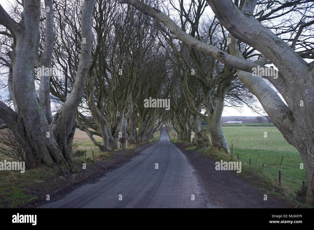 The Dark Hedges in Northern Ireland Stock Photo - Alamy