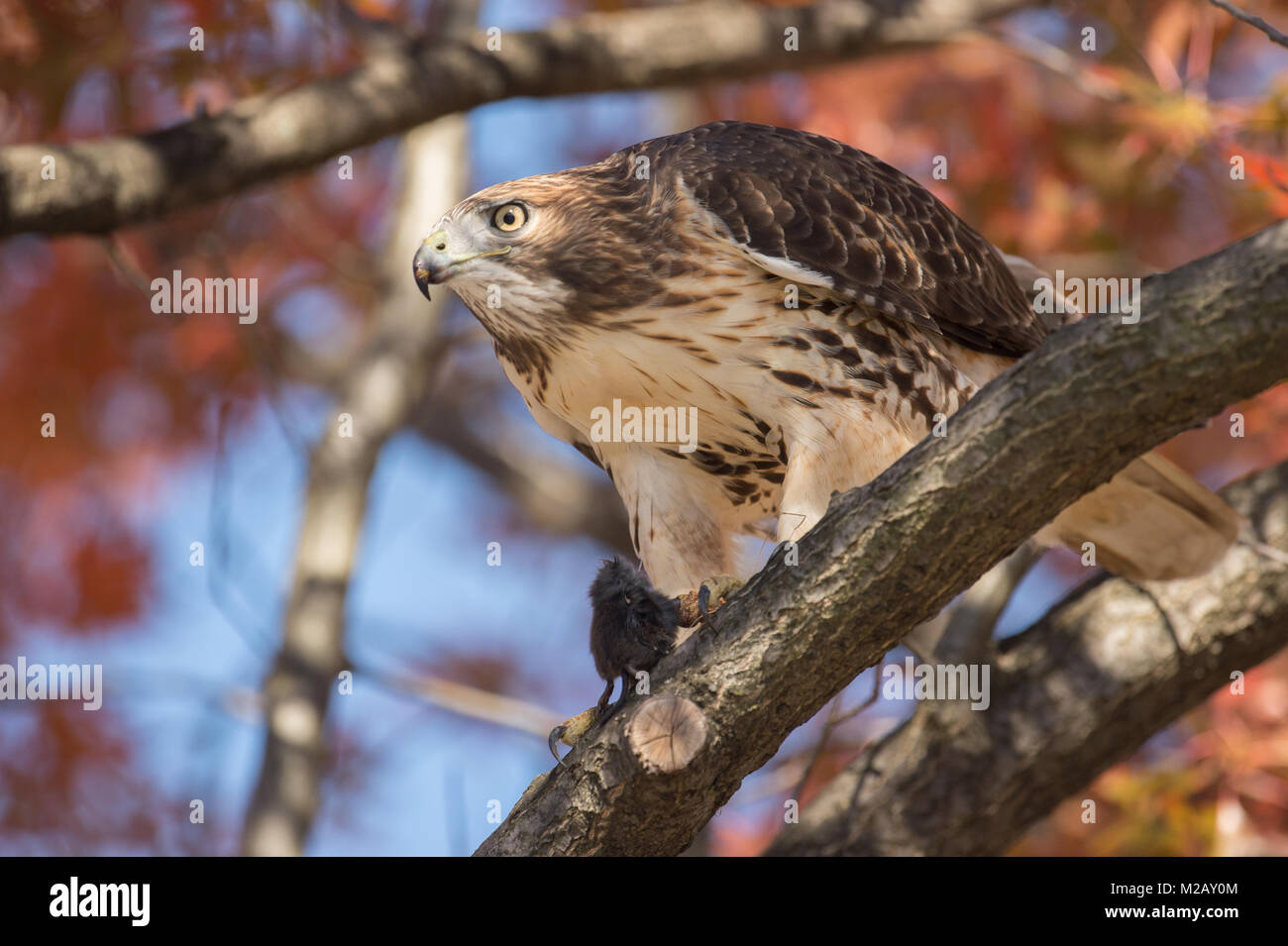 Red Tailed Hawk Chick Stock Photos & Red Tailed Hawk Chick Stock Images ...