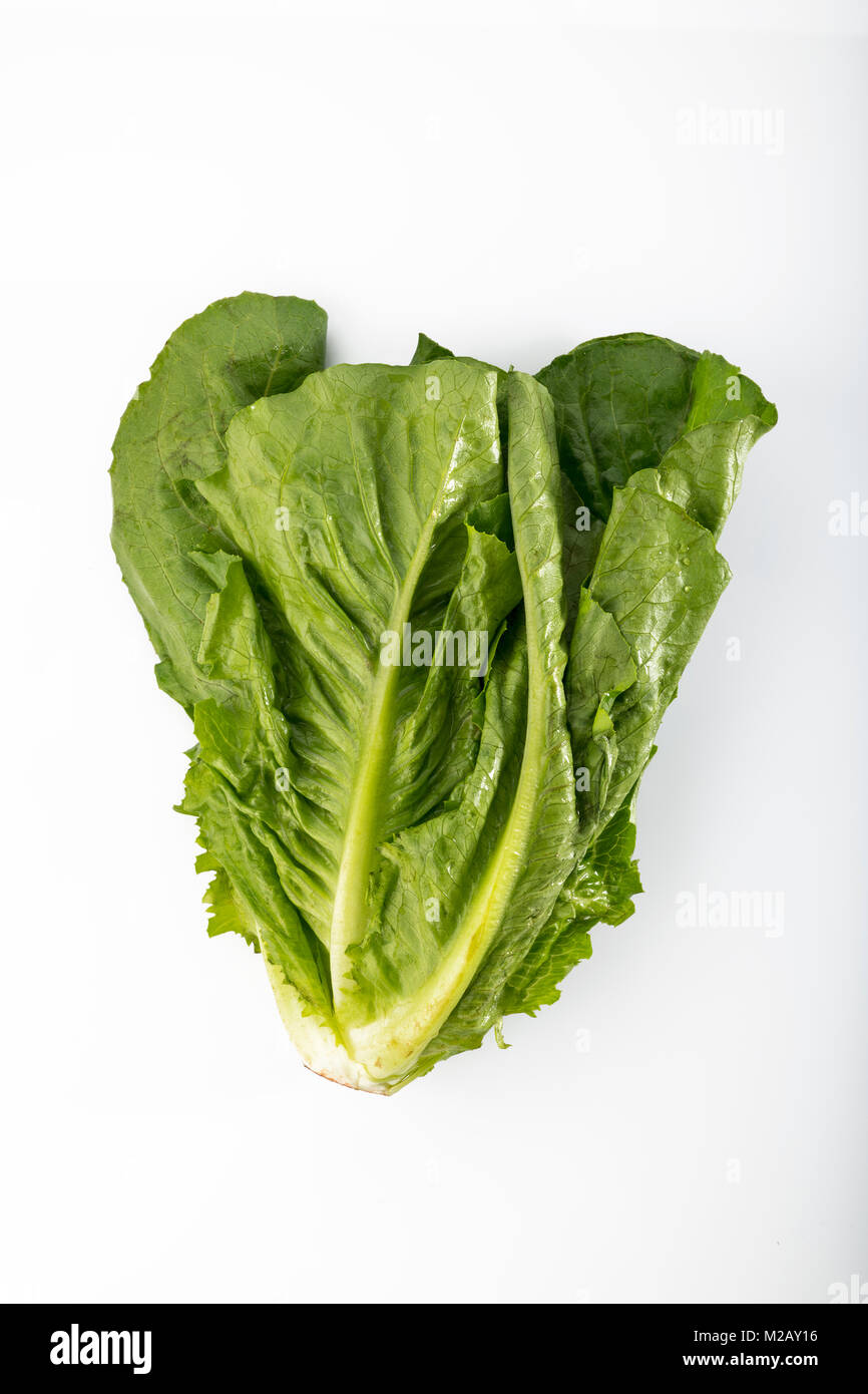 Vegetable: Fresh Green Romaine Lettuce Isolated on White Background Stock Photo - Alamy