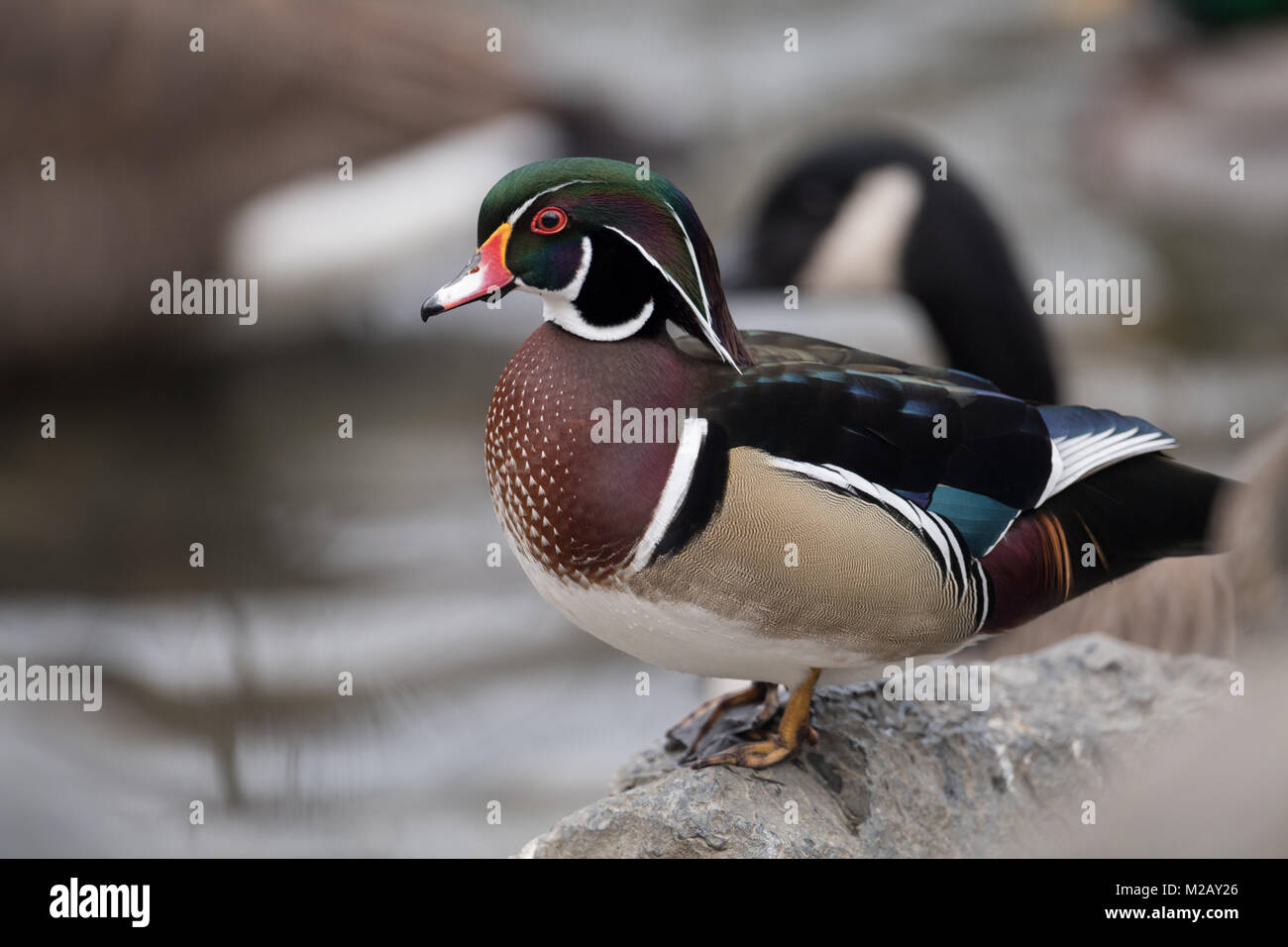 Wood duck rainbow duck hi-res stock photography and images - Alamy