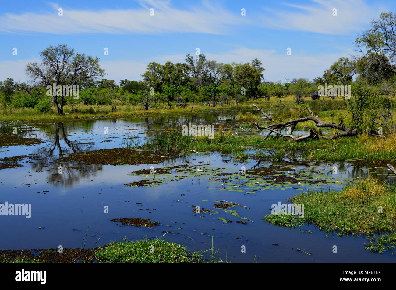 Okavango Riverside after the flood Stock Photo - Alamy