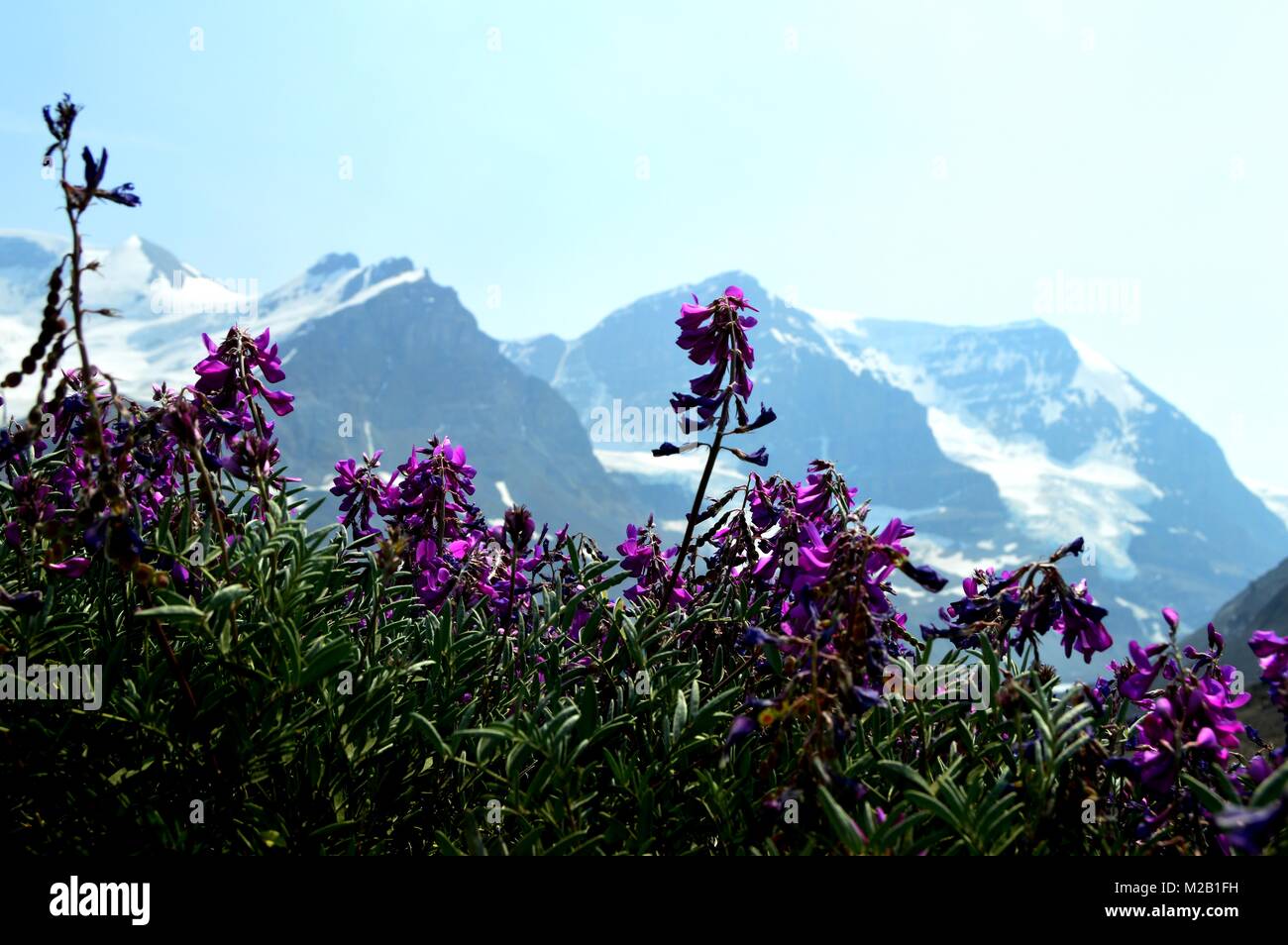 Pink Mountain Flowers in front of high snowy mountain range Stock Photo ...
