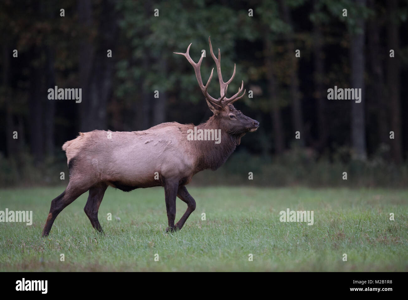 Bull elk with massive antlers hi-res stock photography and images - Alamy