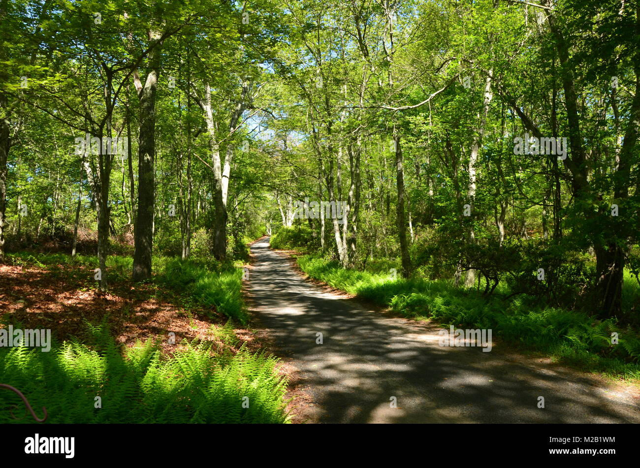 Tree Lined Path Through The Woods High Resolution Stock Photography and ...