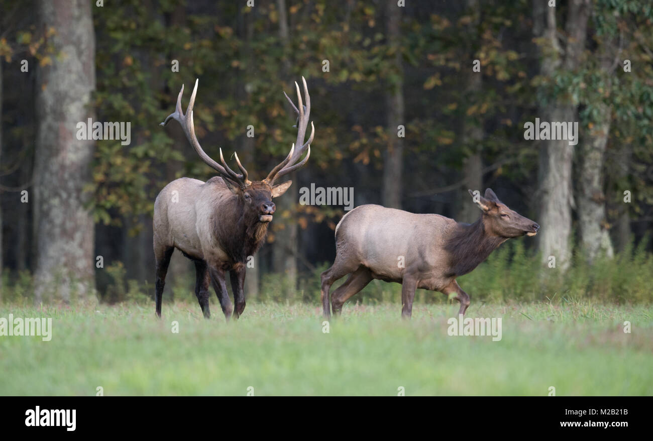 Massive rack hi-res stock photography and images - Alamy