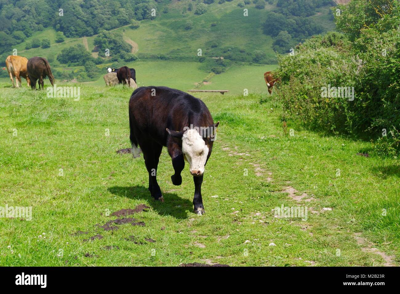 Cattle Pasture Field, Sidmouth Countryside, East Devon Jurassic Coast ...