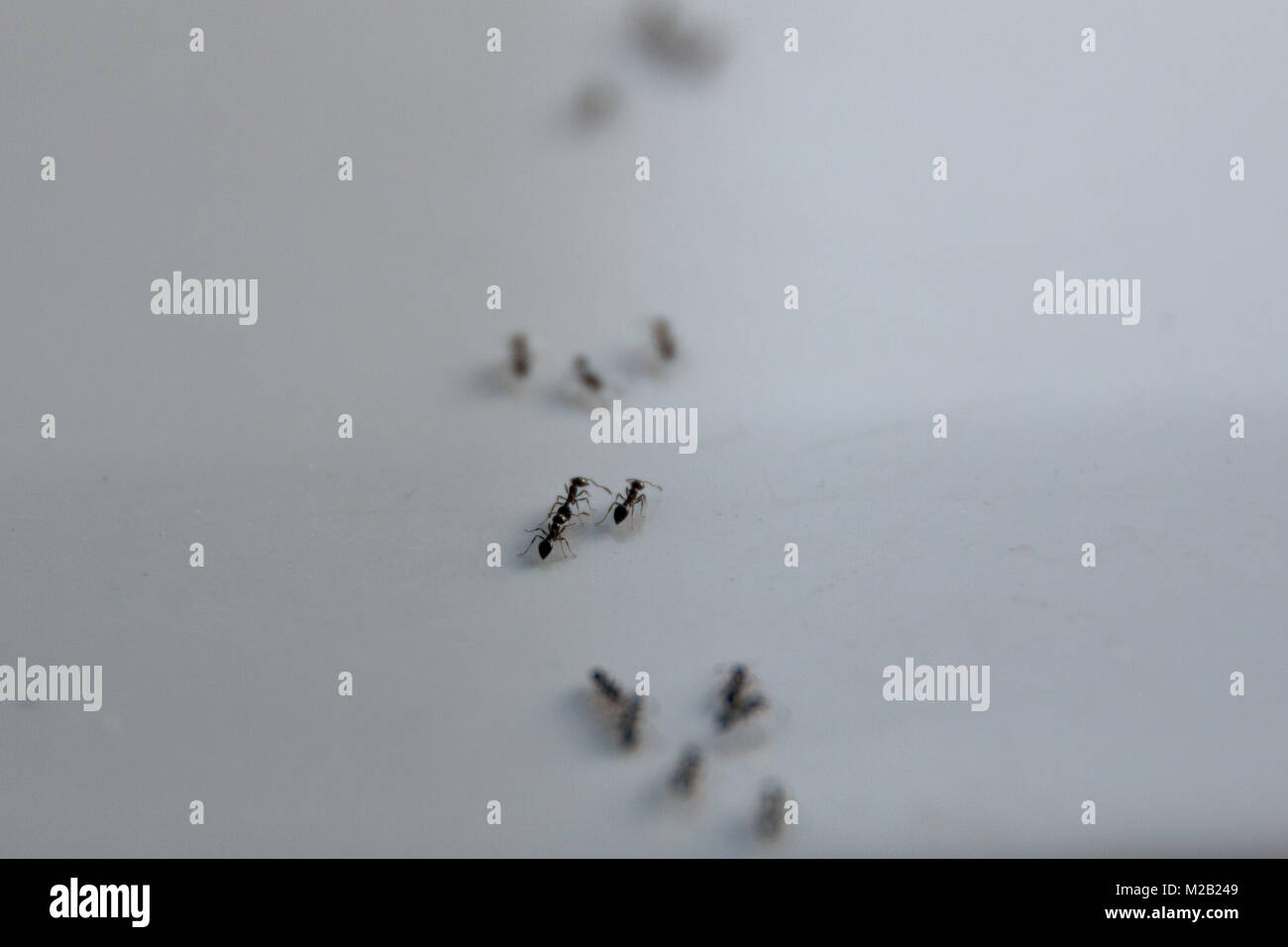 queue of ants walking Stock Photo - Alamy