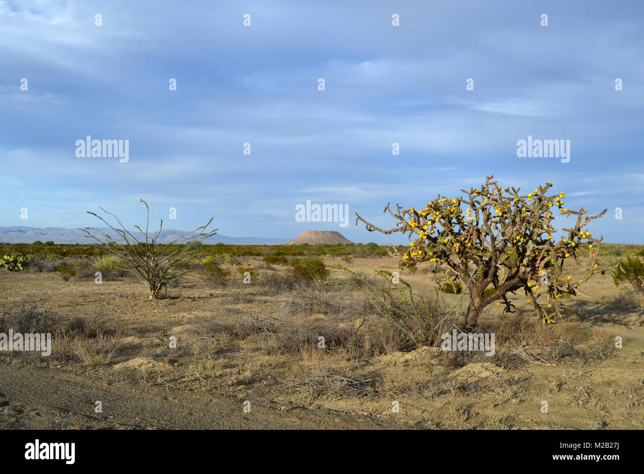 Desert mexico cactus hi-res stock photography and images - Alamy