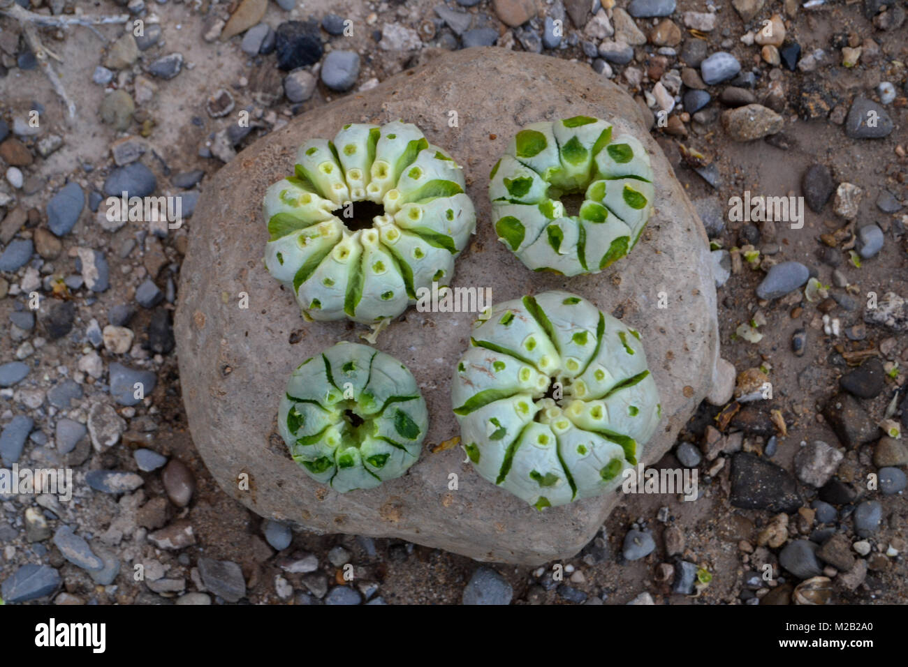 Peyote cactus hi-res stock photography and images - Alamy