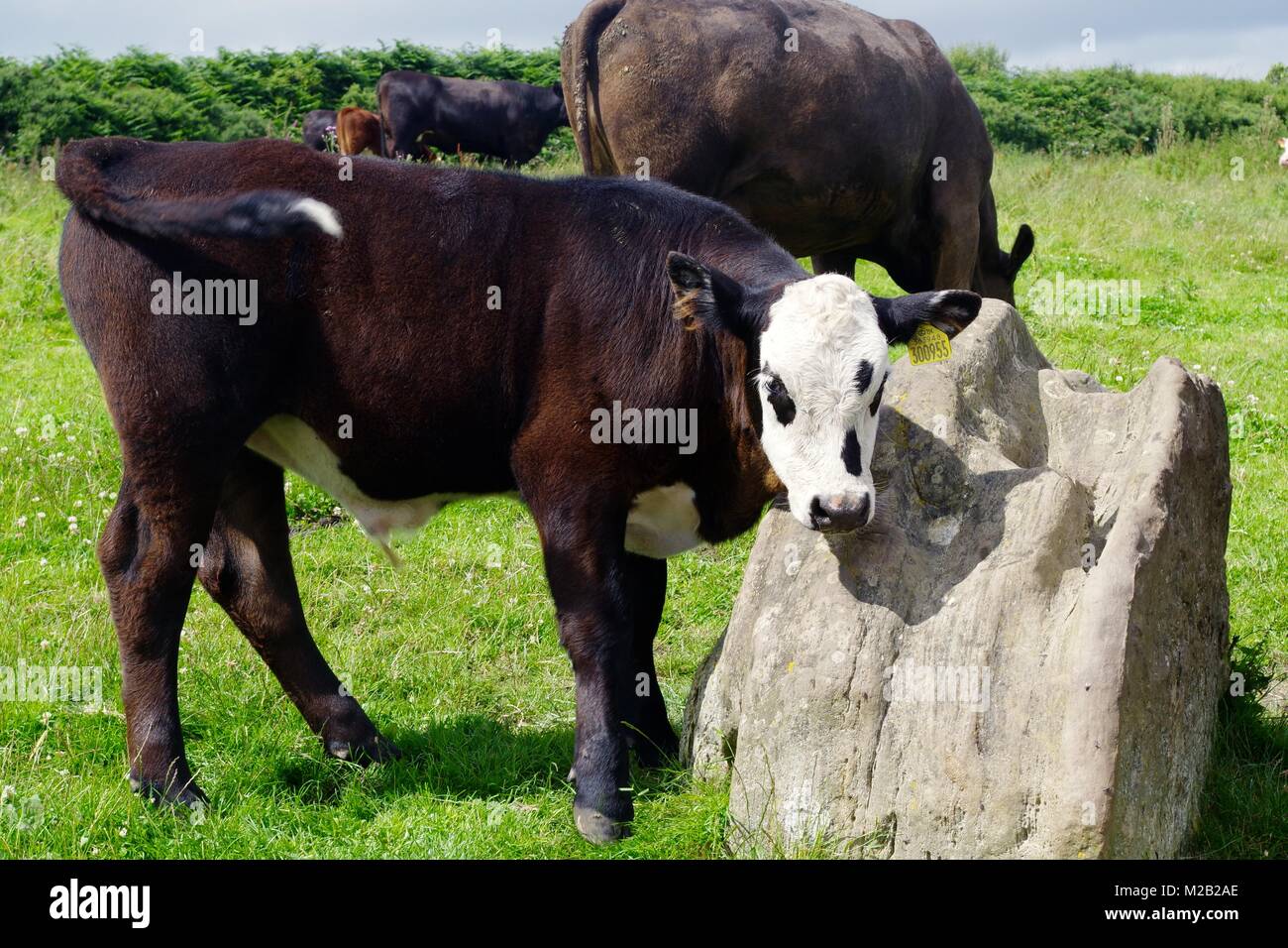 South Devon Cows High Resolution Stock Photography and Images - Alamy