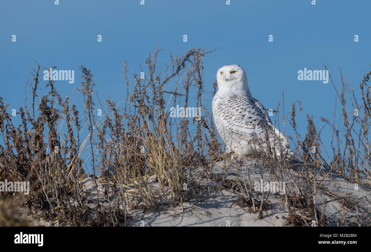 Snowy Owl at the Beach Stock Photo - Alamy