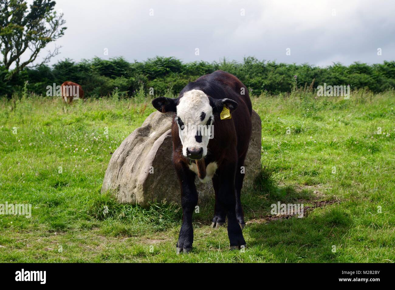 Devonshire cow hi-res stock photography and images - Alamy