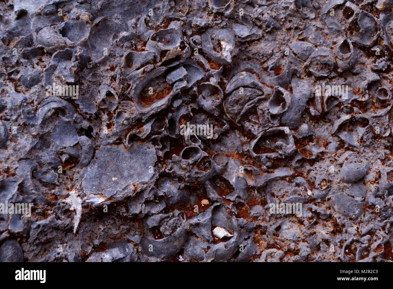 Fossil texture hi-res stock photography and images - Alamy