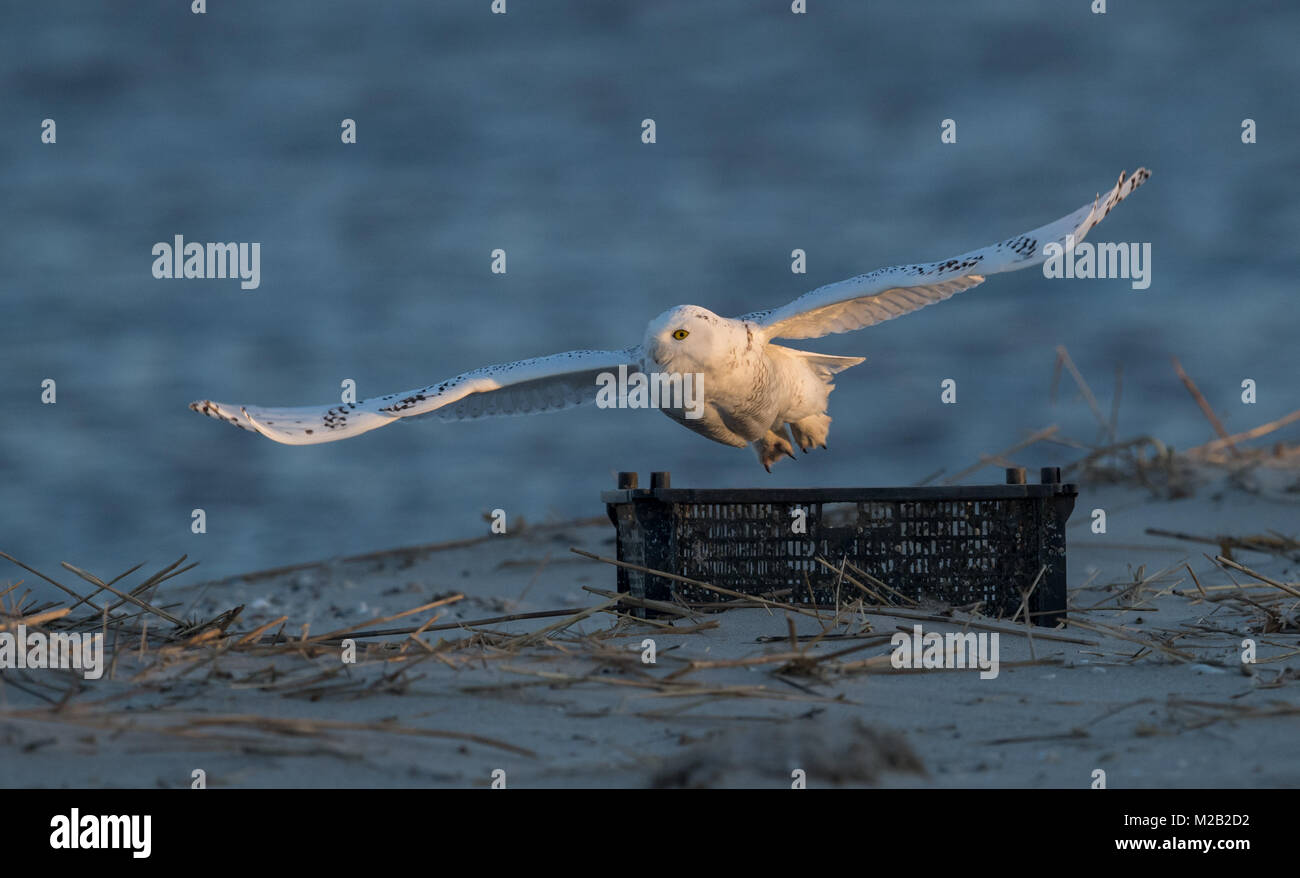 Snowy Owl at the Beach Stock Photo - Alamy