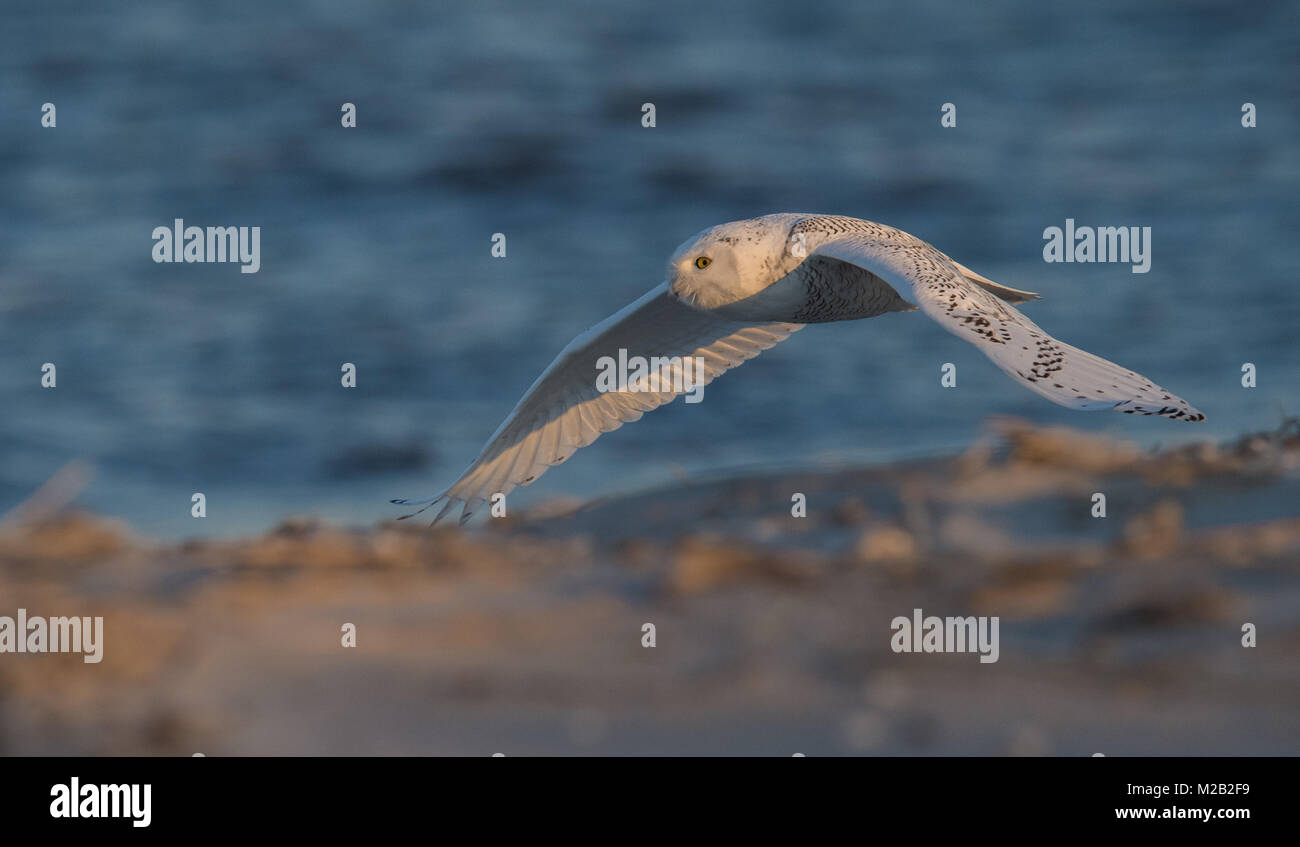 Snowy Owl at the Beach Stock Photo - Alamy