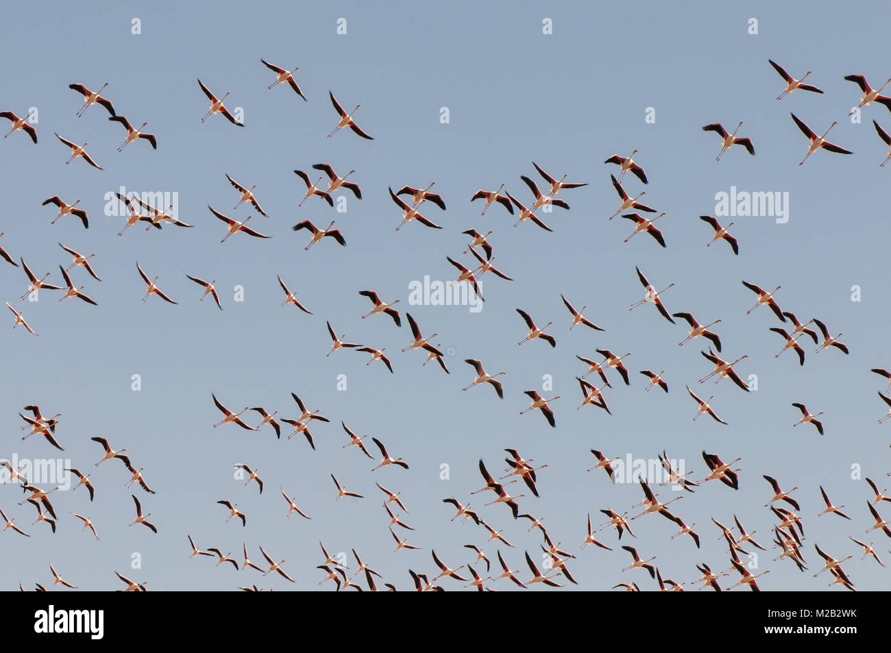 Group of flamingos in flight Stock Photo - Alamy