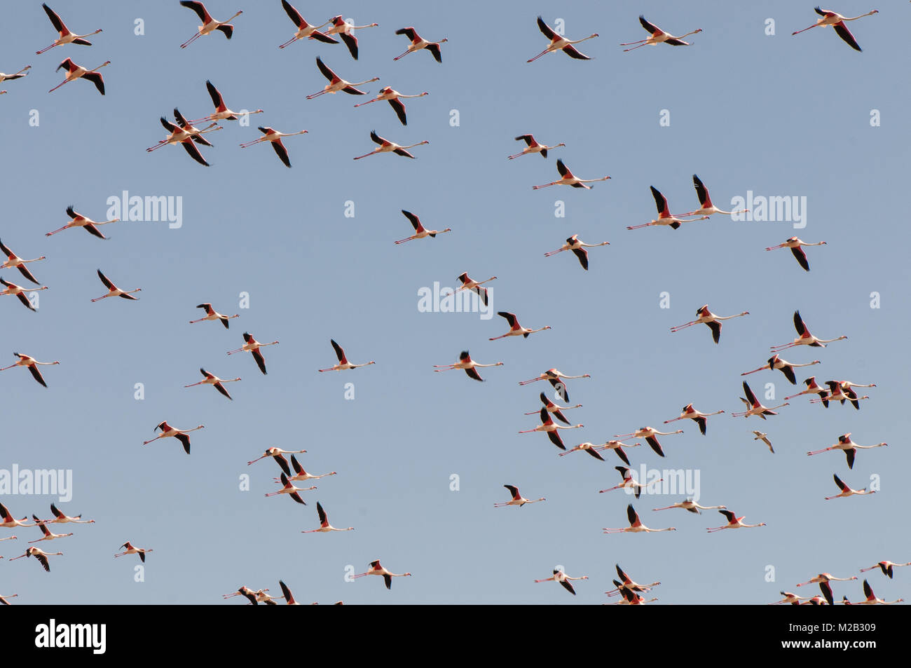Flamingos flying in formation hi-res stock photography and images - Alamy
