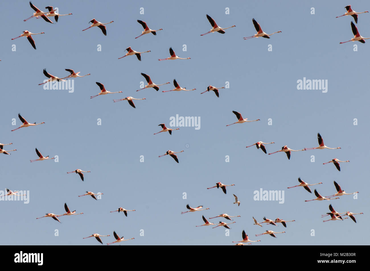 Group of flamingos in flight Stock Photo - Alamy