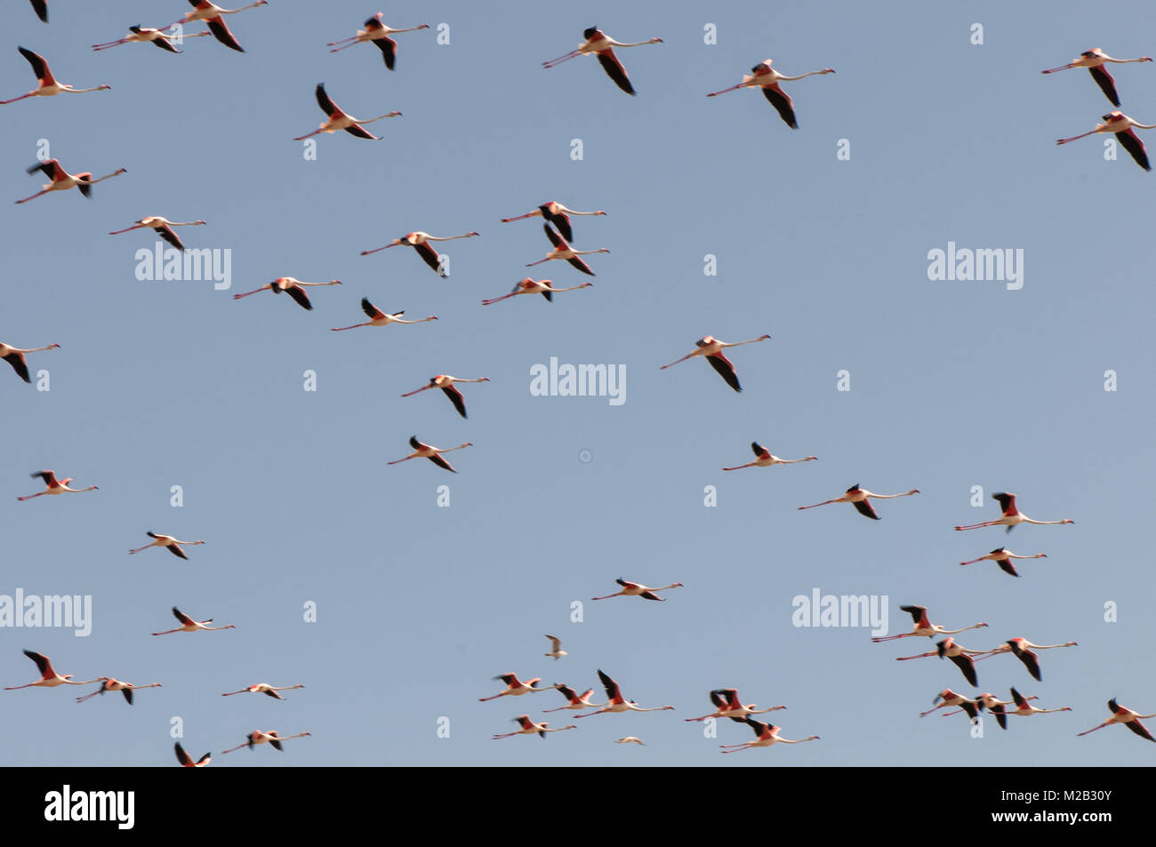 Group of flamingos in flight Stock Photo - Alamy
