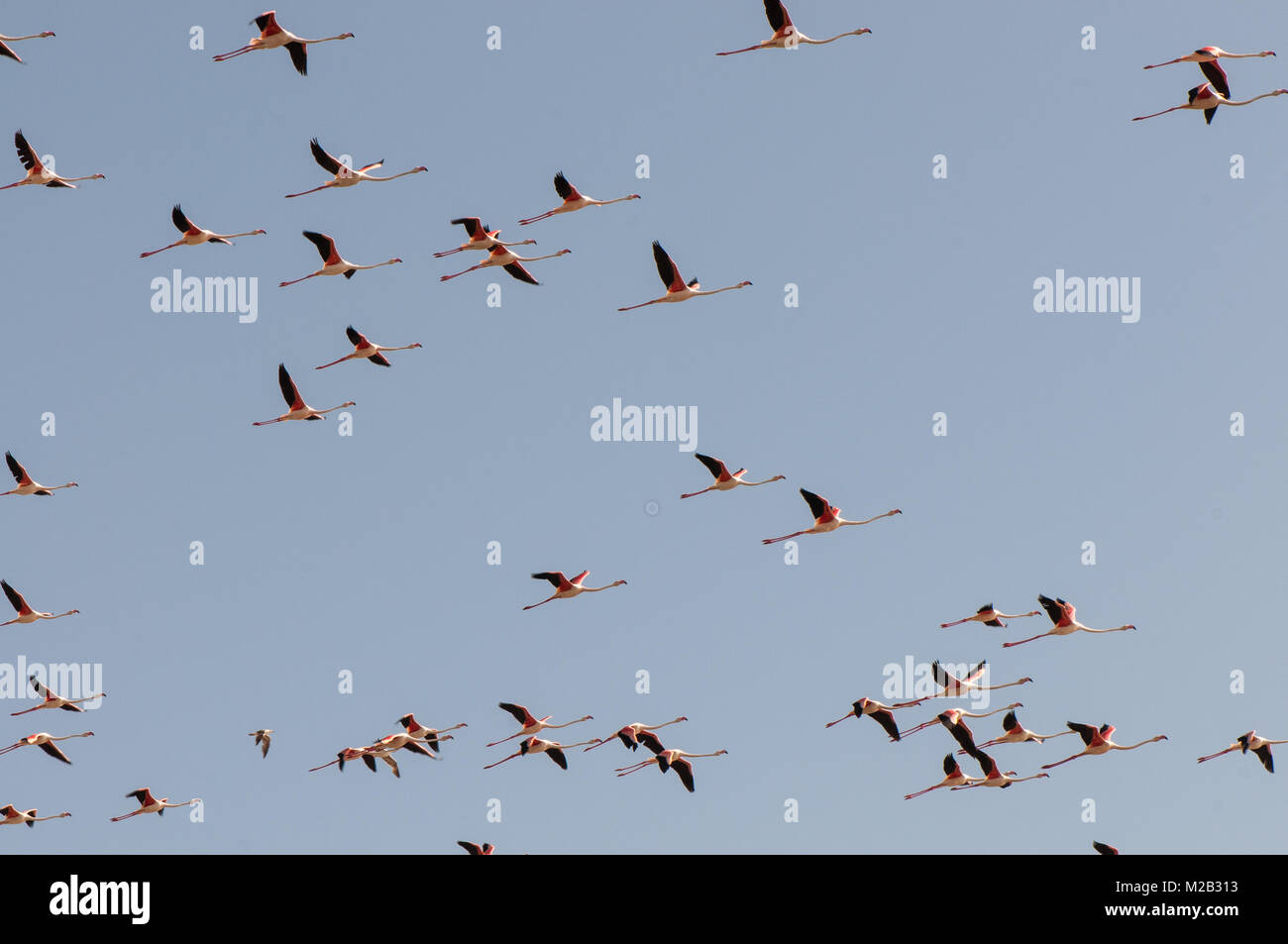 Group of flamingos in flight Stock Photo - Alamy