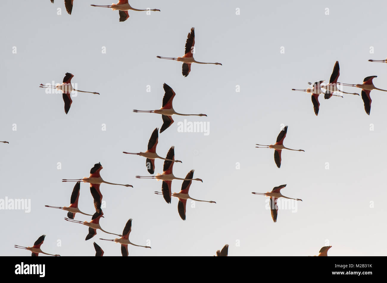 Flamingos flying in formation hi-res stock photography and images - Alamy