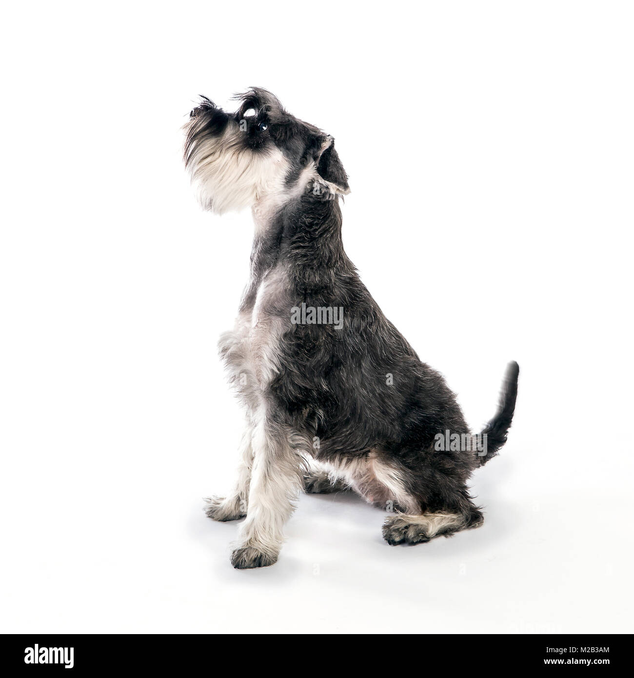 Schnauzer Profile Cut Out Stock Images & Pictures - Alamy
