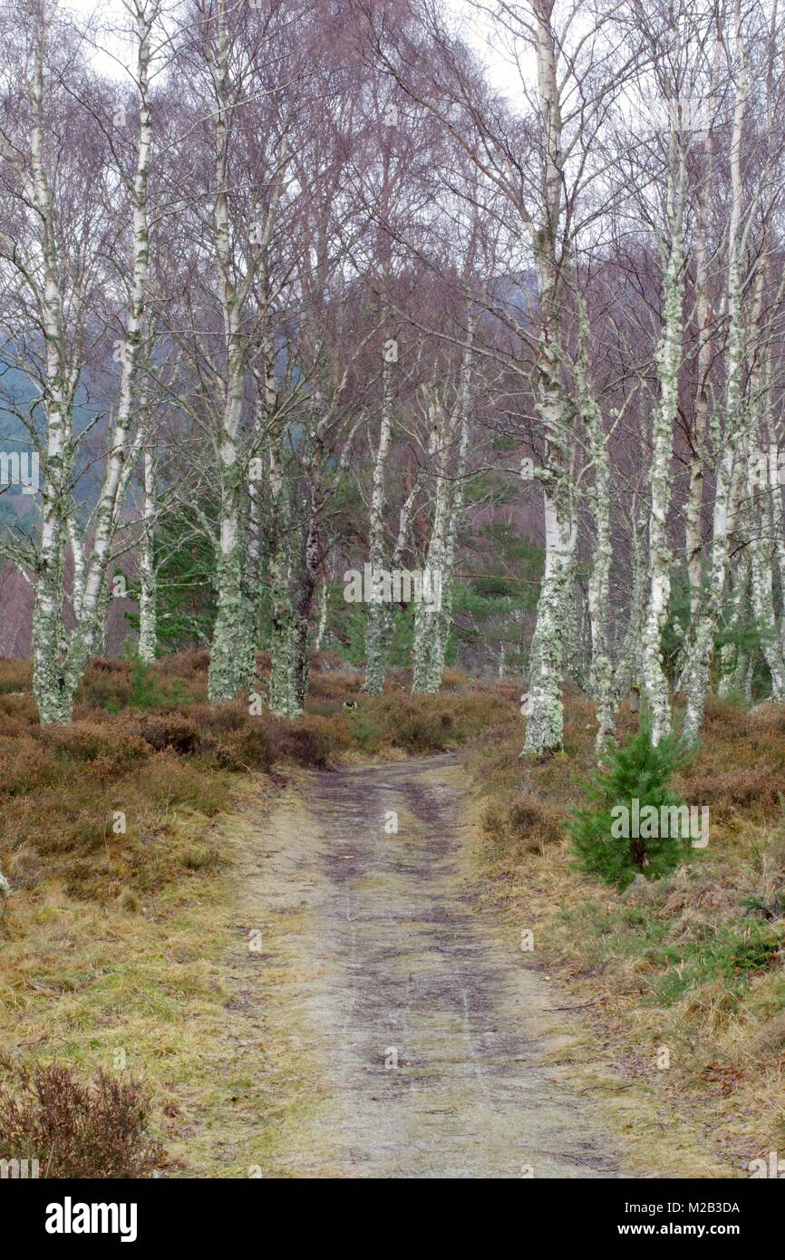 Woodland Walk Path, Muir of Dinnet NNR, Cairngorms, Scotland, UK ...