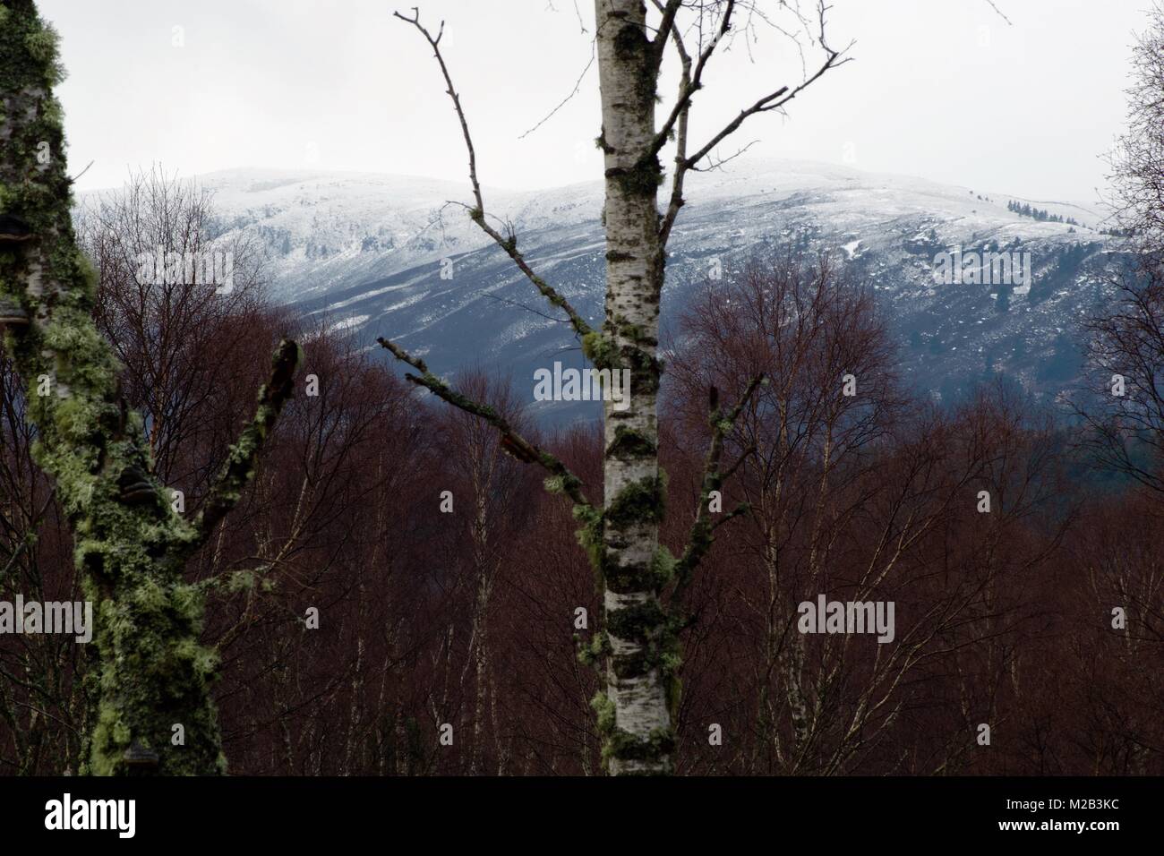 Snowy Scottish Highland Hills behind Bare Birch Tree Woodland. Muir of ...