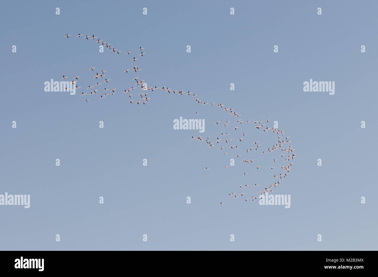 Group of flamingos in flight Stock Photo - Alamy