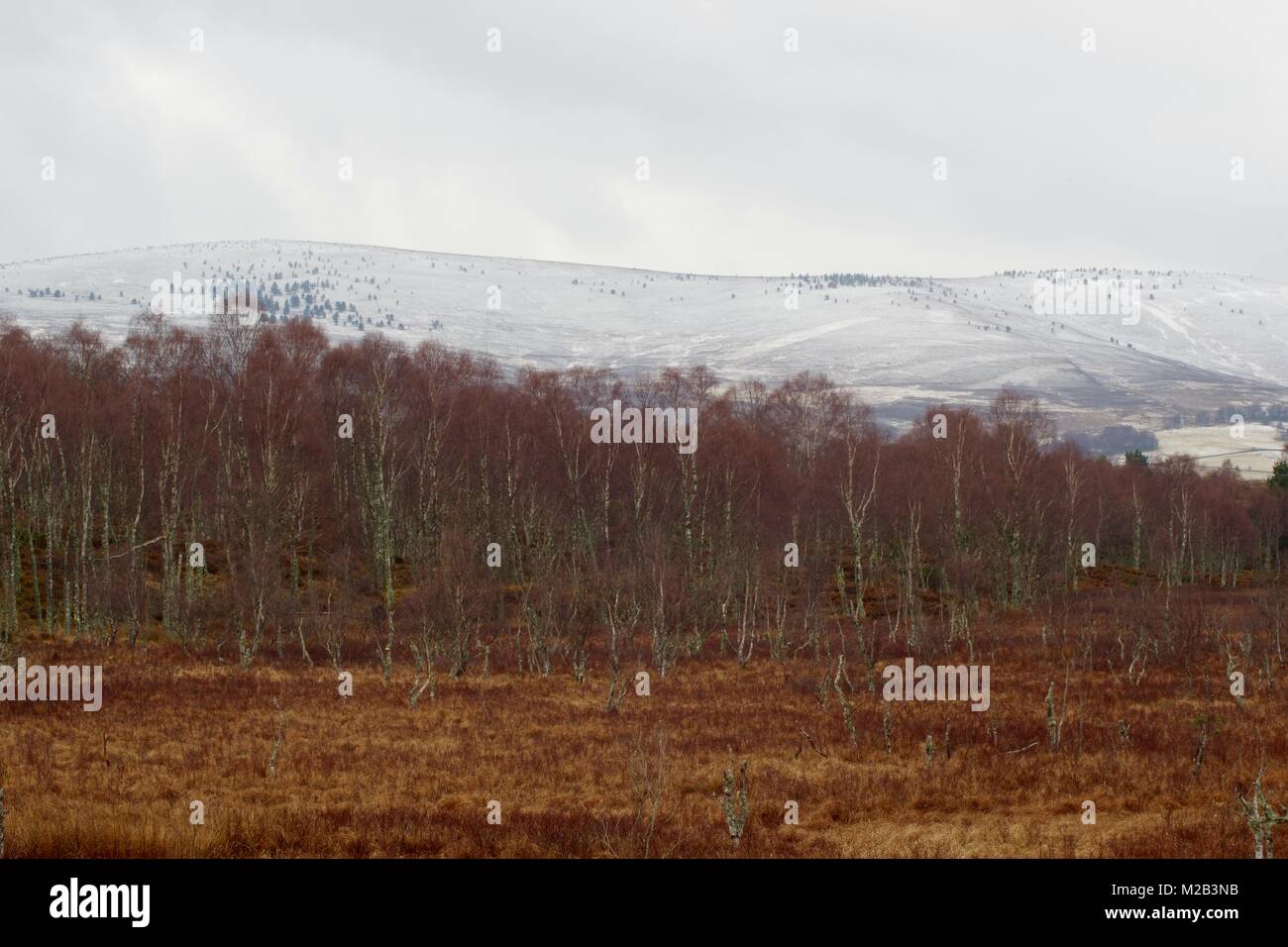 Snowy Scottish Highland Hills behind Bare Birch Tree Woodland. Muir of ...