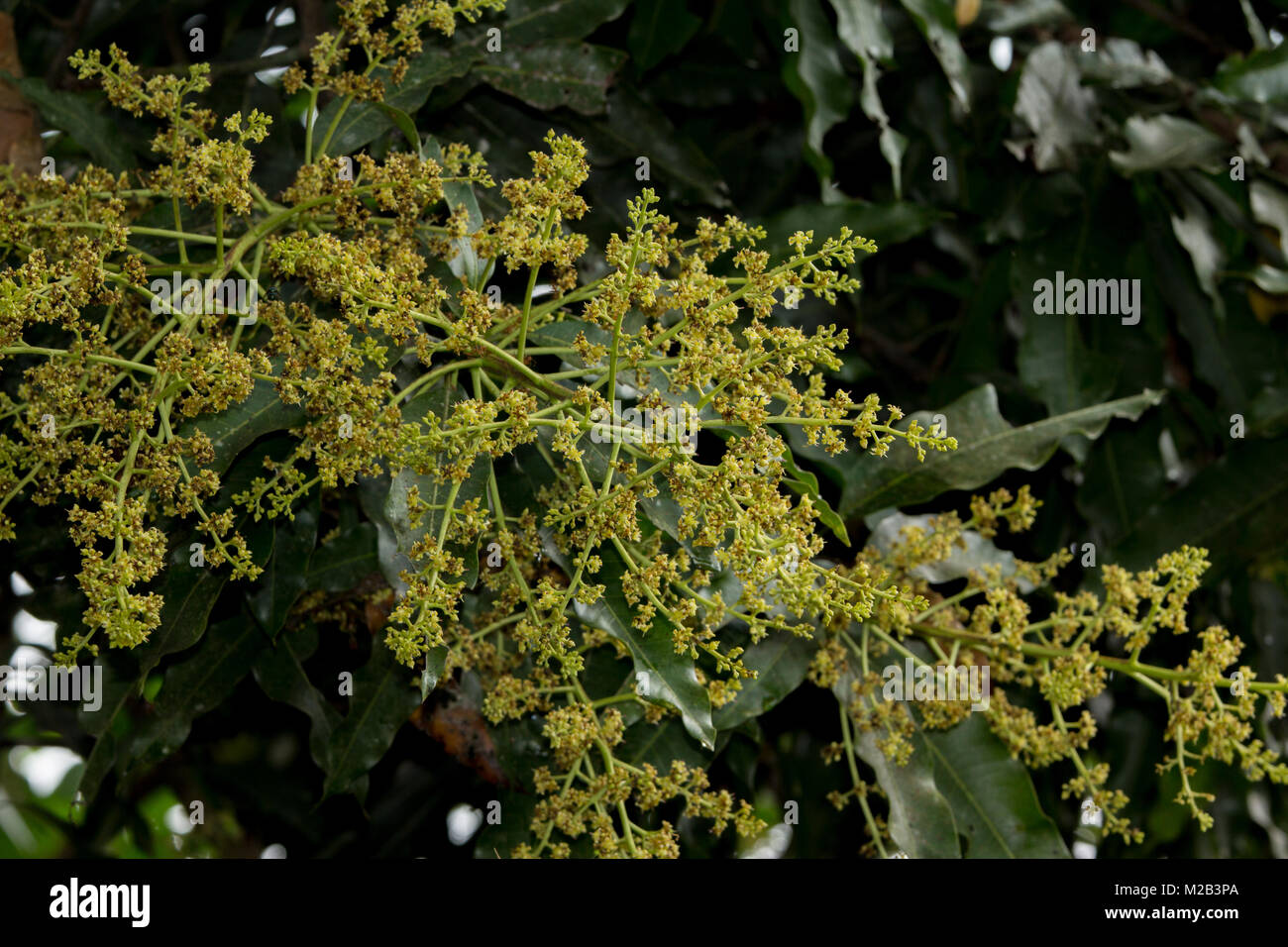 Mango tree flower hi-res stock photography and images - Alamy
