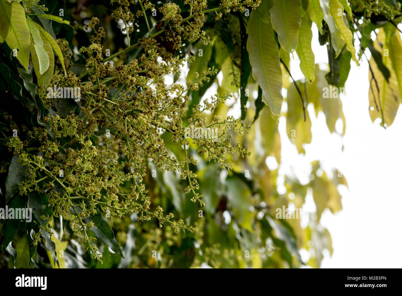 Mango tree flower hi-res stock photography and images - Alamy