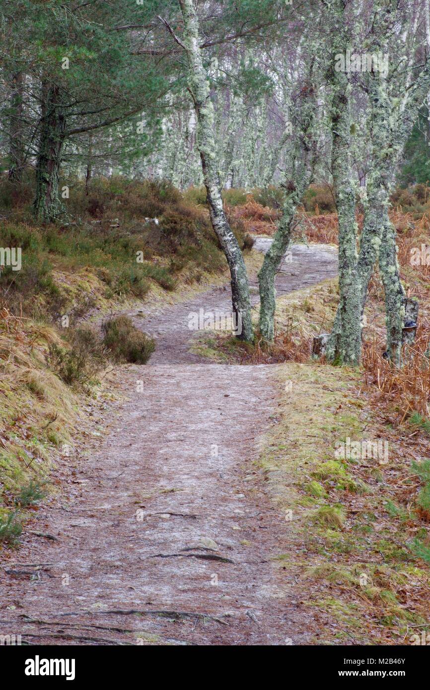 Woodland Walk Path, Muir of Dinnet NNR, Cairngorms, Scotland, UK ...