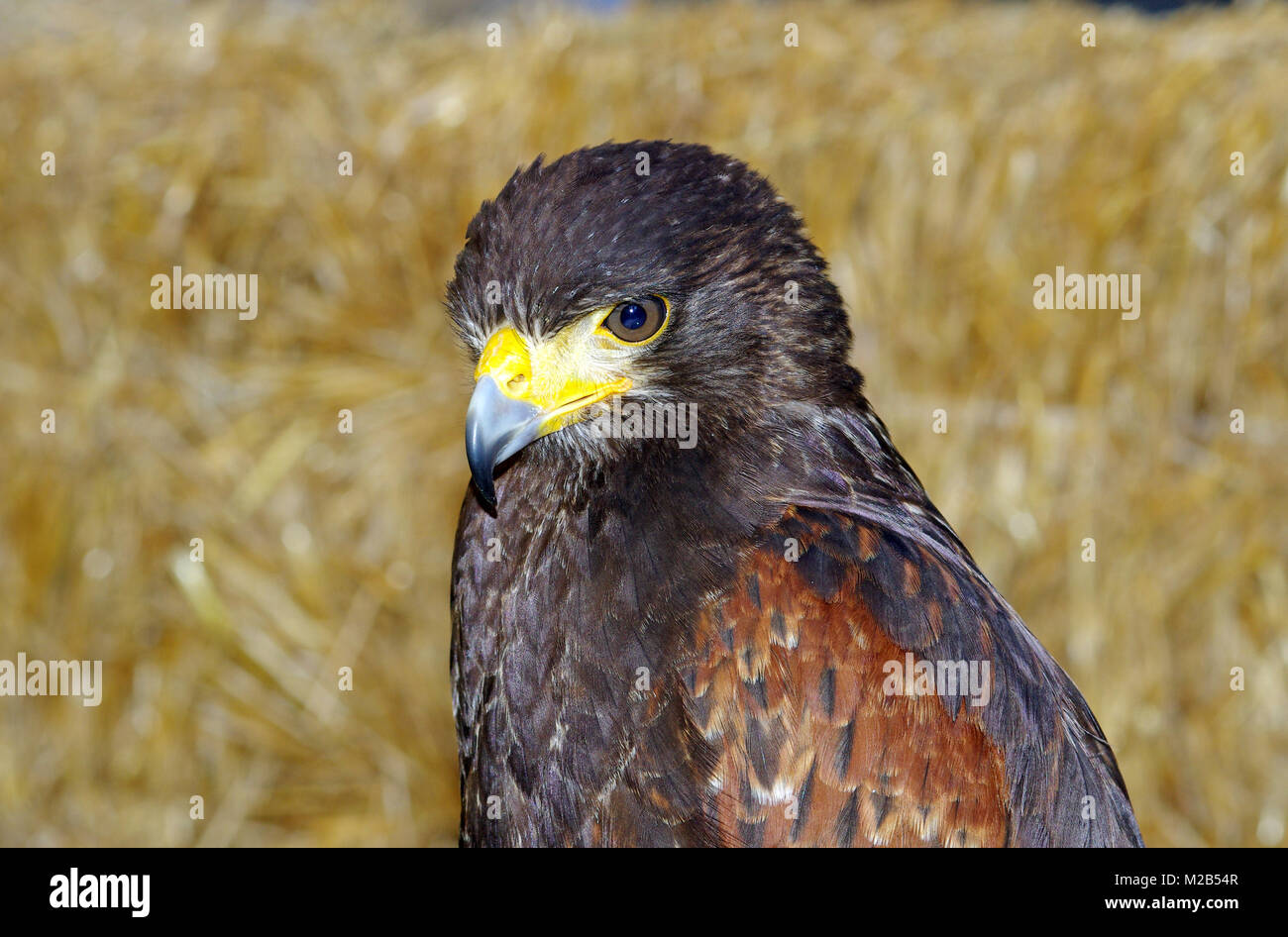 Hawks eye hi-res stock photography and images - Alamy