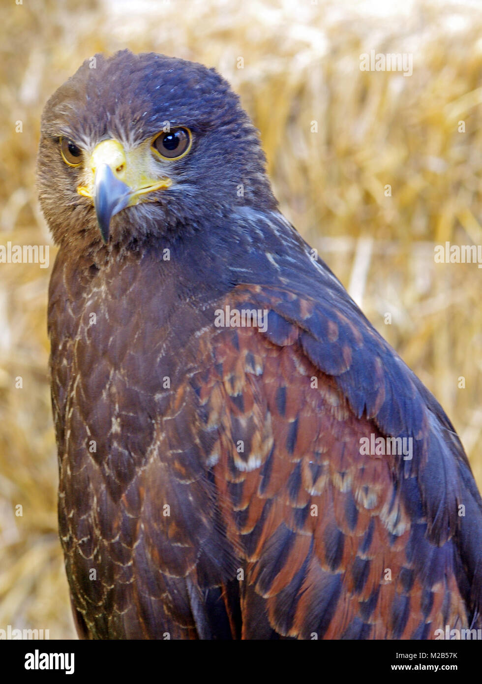 Hawks eyes hi-res stock photography and images - Alamy