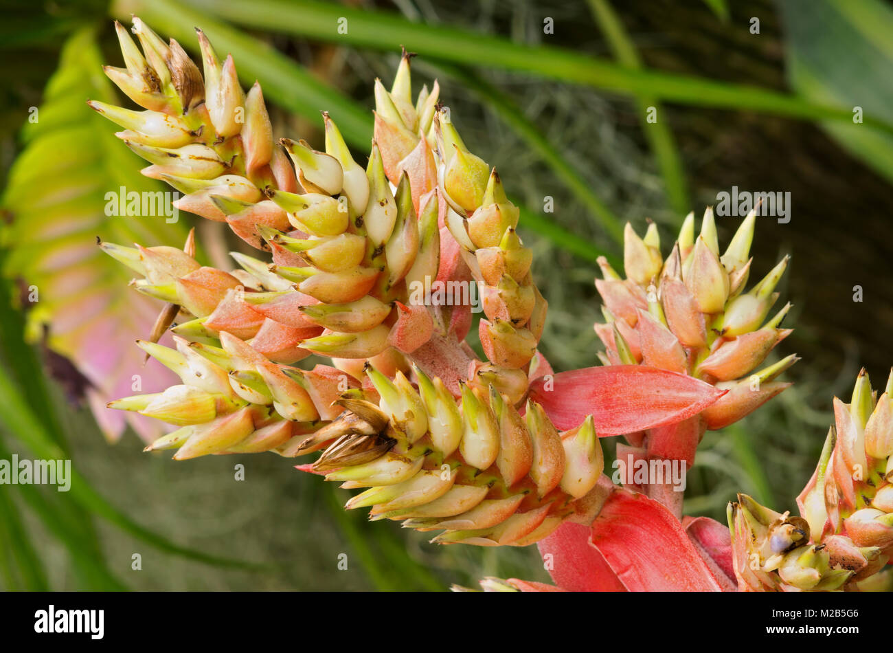 bromeliad or bromeliaceae plant of aechmea genus with flowers in full ...