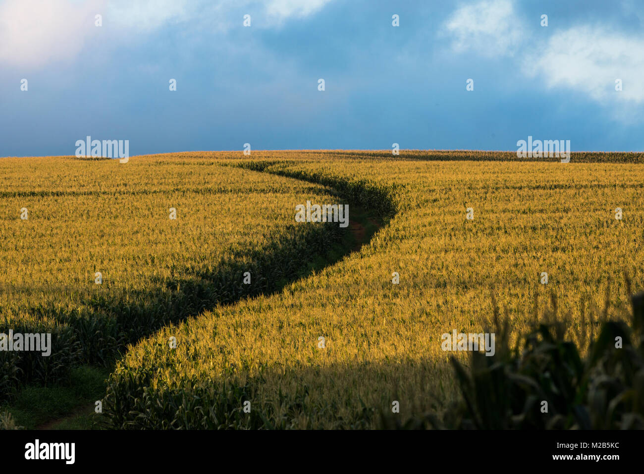 A corn field in São Miguel Arcanjo, SP, Brazil Stock Photo - Alamy