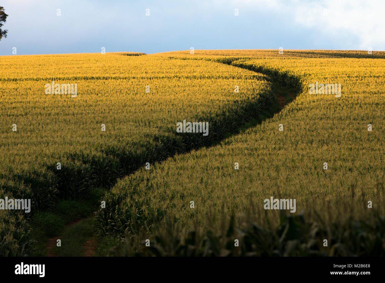 A corn field in São Miguel Arcanjo, SP, Brazil Stock Photo - Alamy