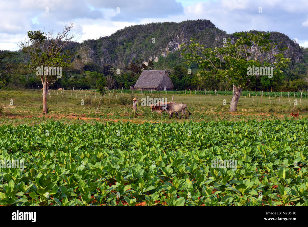 Pinar del rio cuba hi-res stock photography and images - Alamy