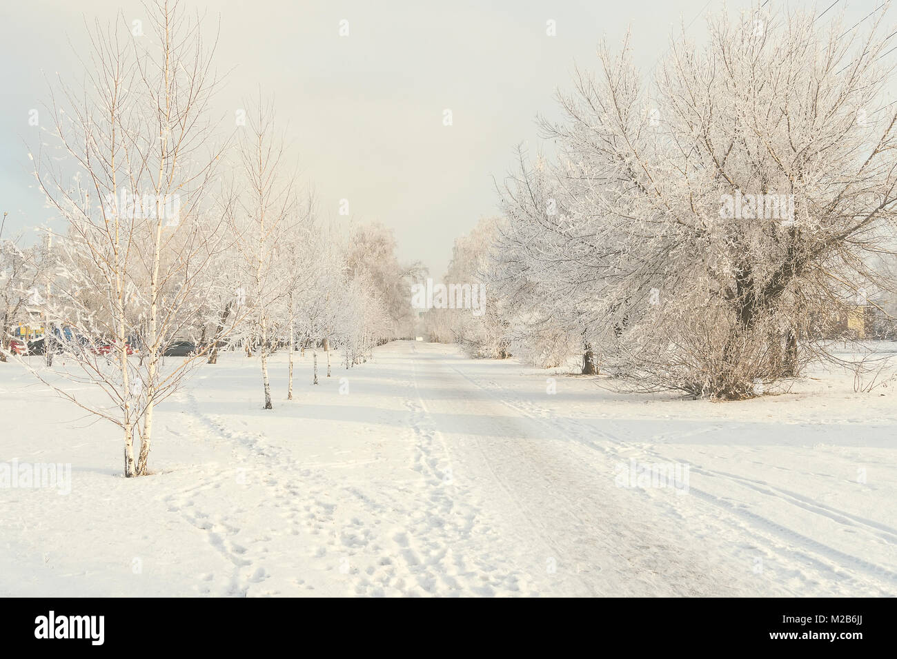 Snow forest alley. The trail stretches into the distance to a city Park ...
