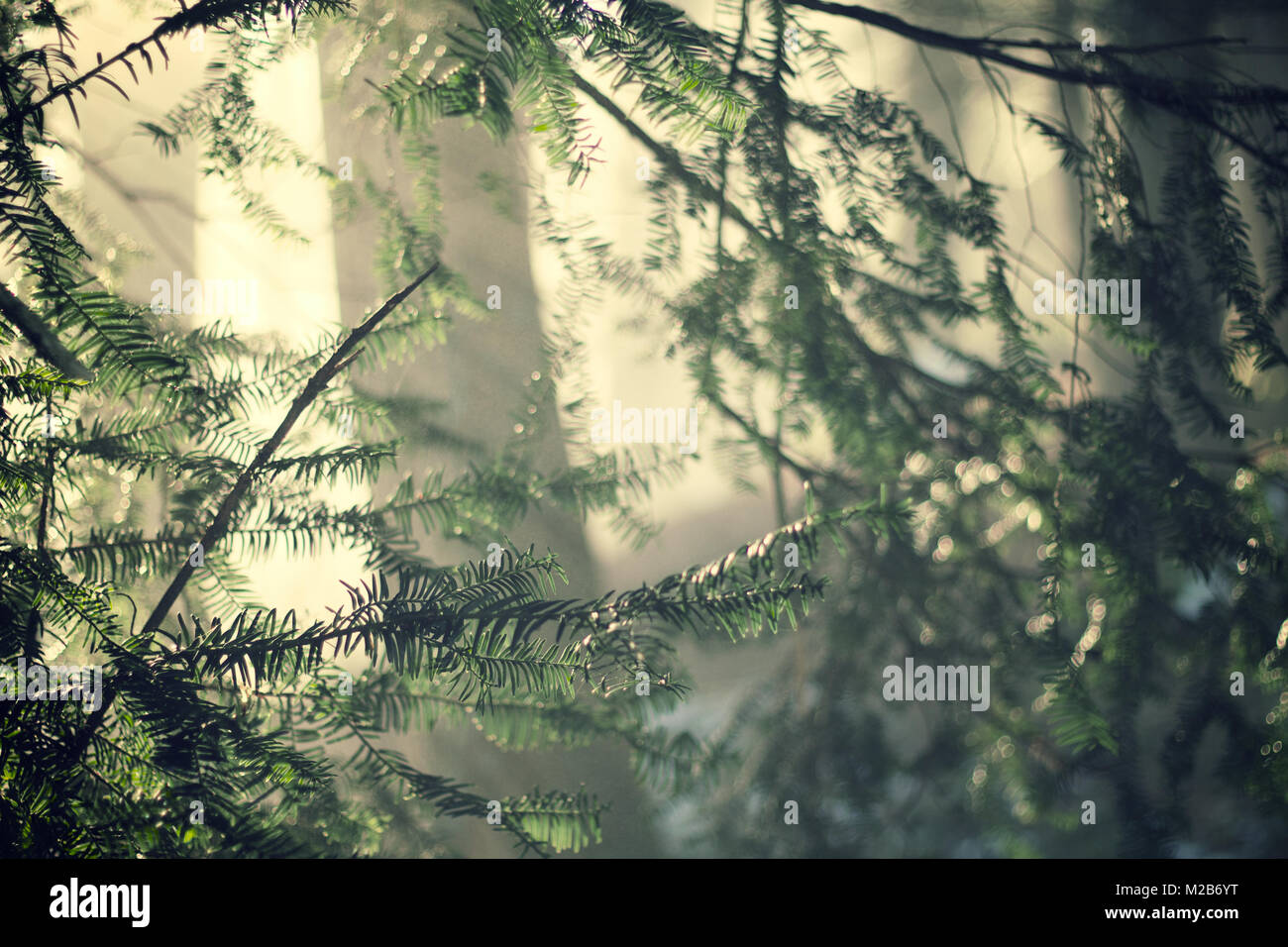 Into the Trees Stock Photo - Alamy